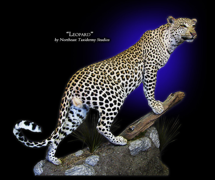 Leopard Mount, Leopard Taxidermy