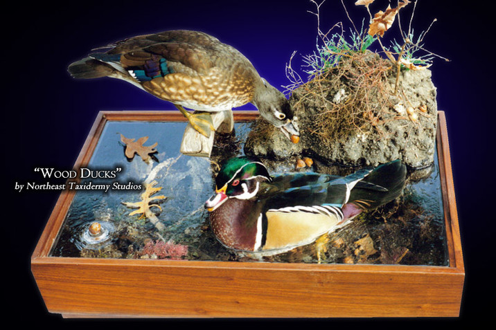 Wood Ducks Mount, Mounted Wood Ducks Taxidermy