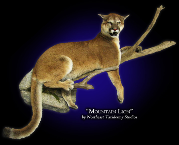 Mountain Lion Mount, Mounted Mountain Lion Taxidermy