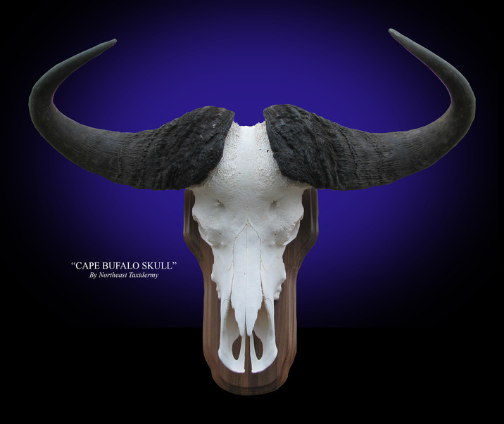 Cape Buffalo European Skull Mount, Cape Buffalo European Skull Taxidermy
