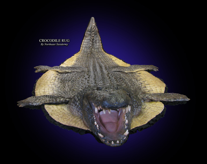 Crocodile Rug Mount, Crocodile Rug Taxidermy
