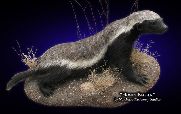 Honey Badger Mount, Honey Badger Taxidermy