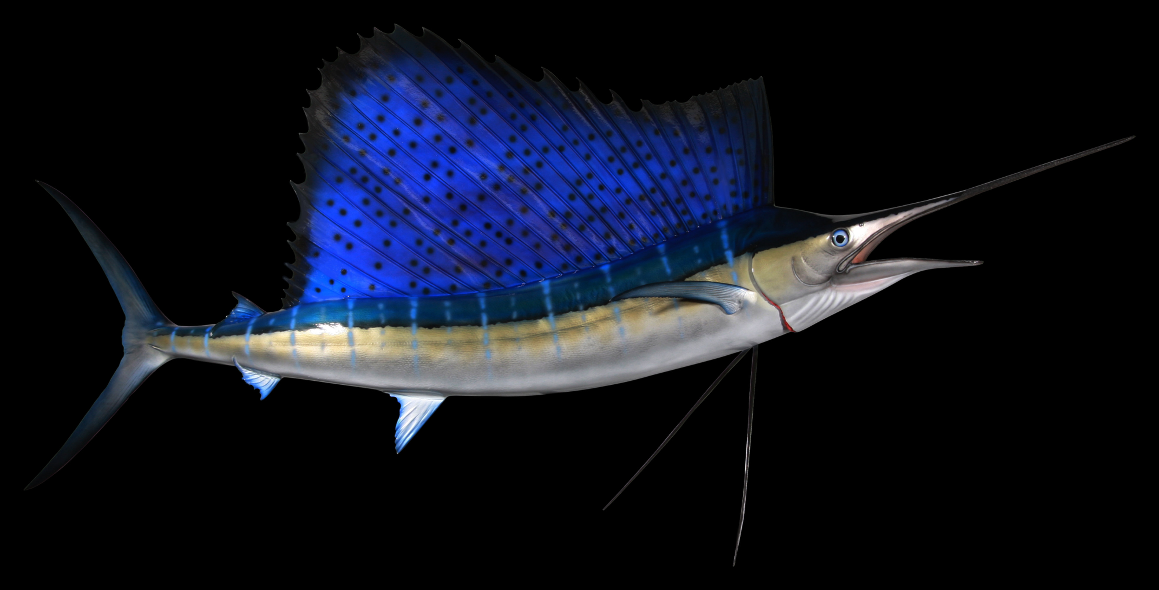 Sailfish Fish Mount and Fish Replicas | Coast-to-Coast