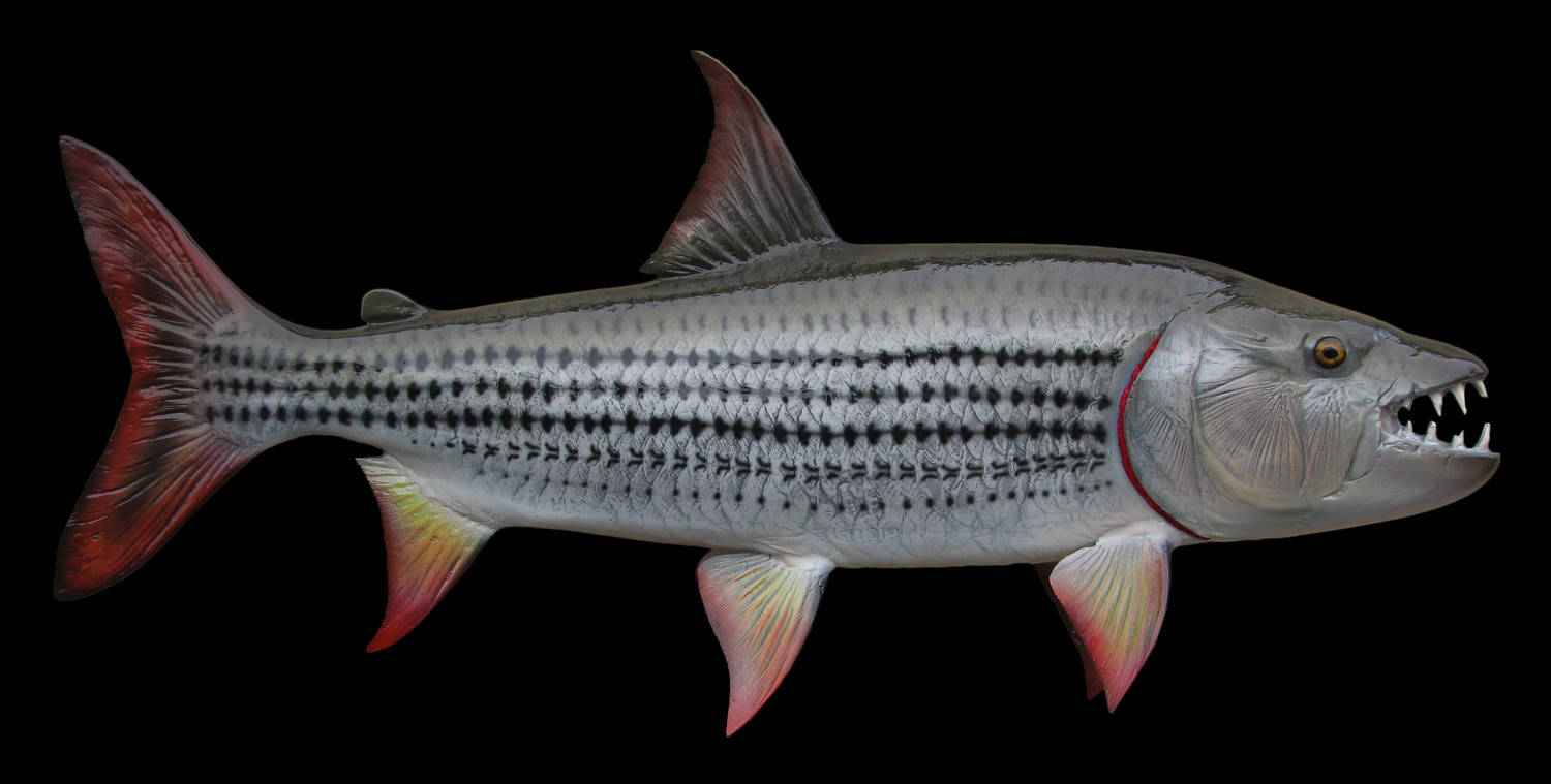Tigerfish Fish Mount and Fish Replicas