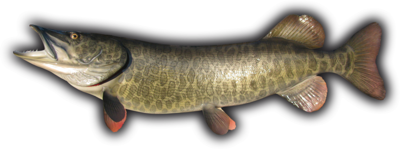 Muskie Fish Mount and Fish Replicas | Coast-to-Coast