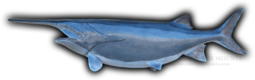 Paddlefish Fish Mount and Fish Replicas | Coast-to-Coast