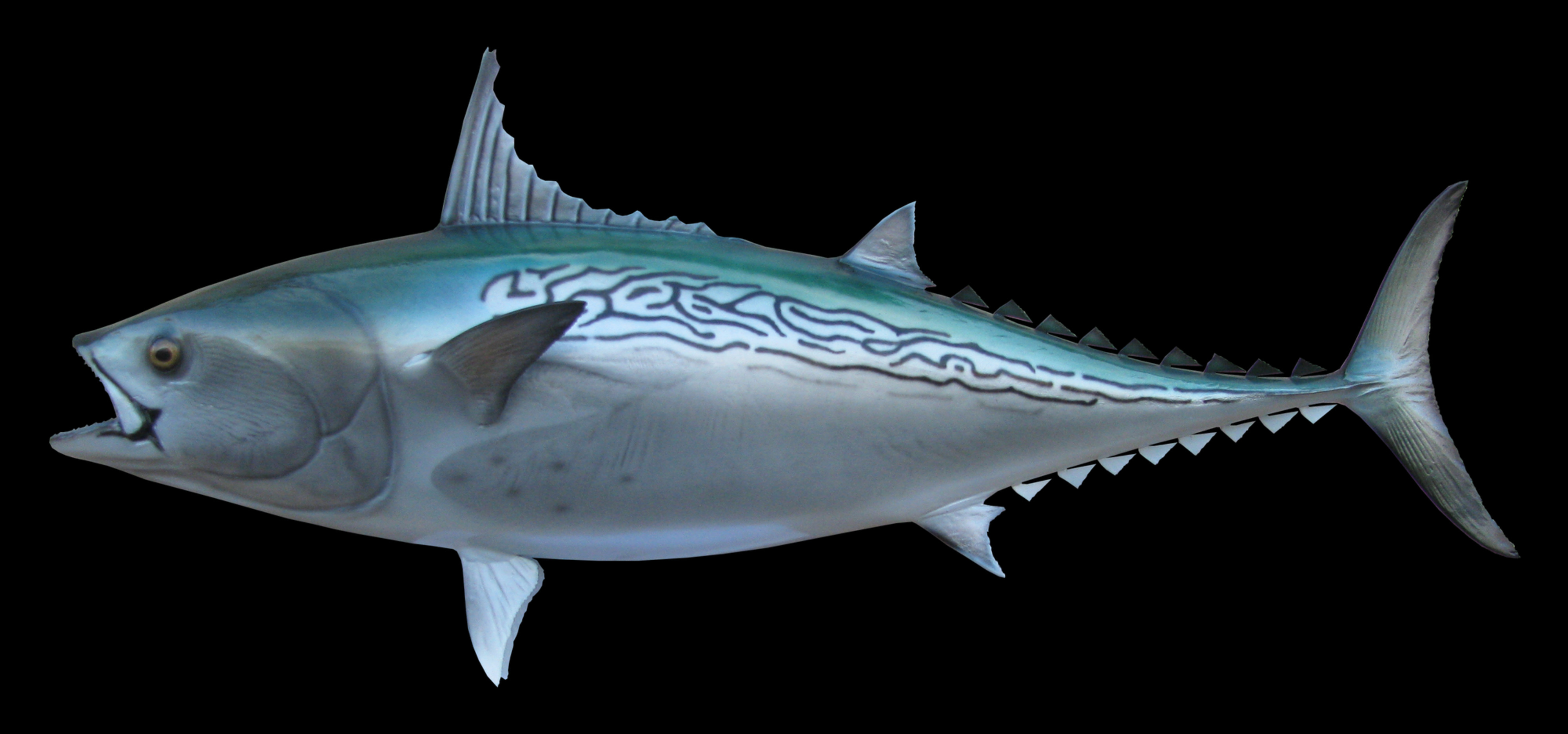 Bonita (False Albacore) Fish Mount and Fish Replicas | Coast-to-Coast
