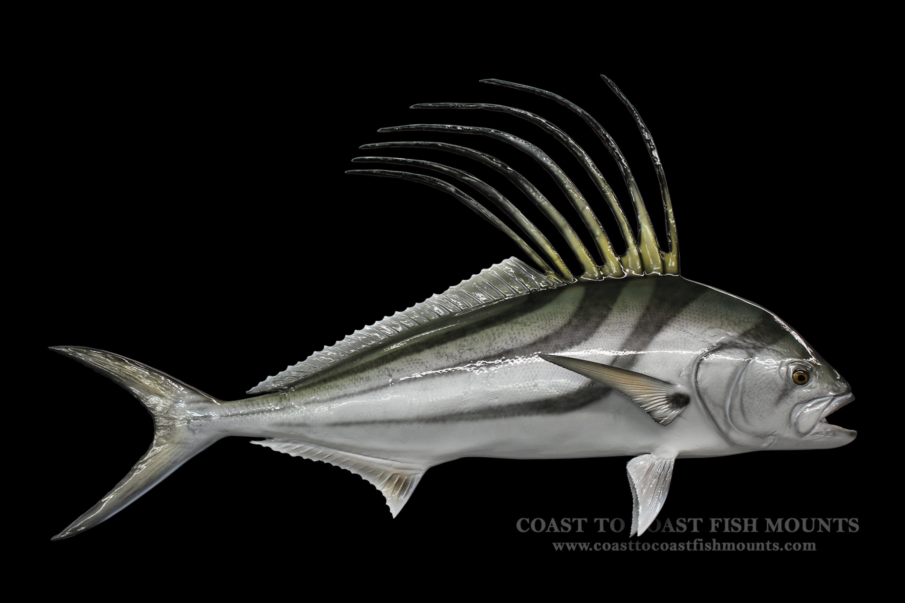 Roosterfish Fish Mount and Fish Replicas | Coast-to-Coast