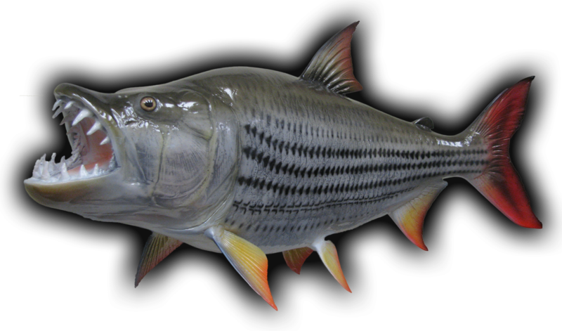 Tigerfish Fish Mount and Fish Replicas | Coast-to-Coast
