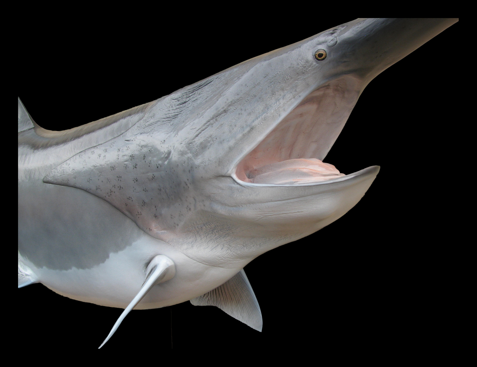 Spoonbill Catfish Fish Mount and Fish Replicas | Coast-to-Coast