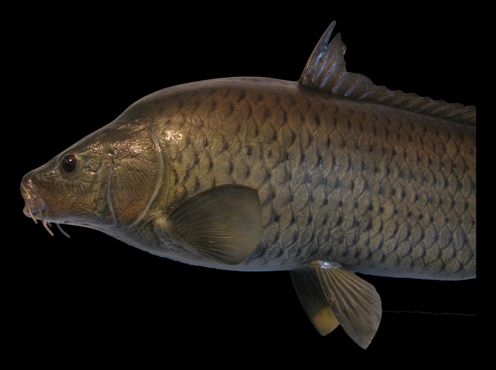 Carp Fish Mount and Fish Replicas