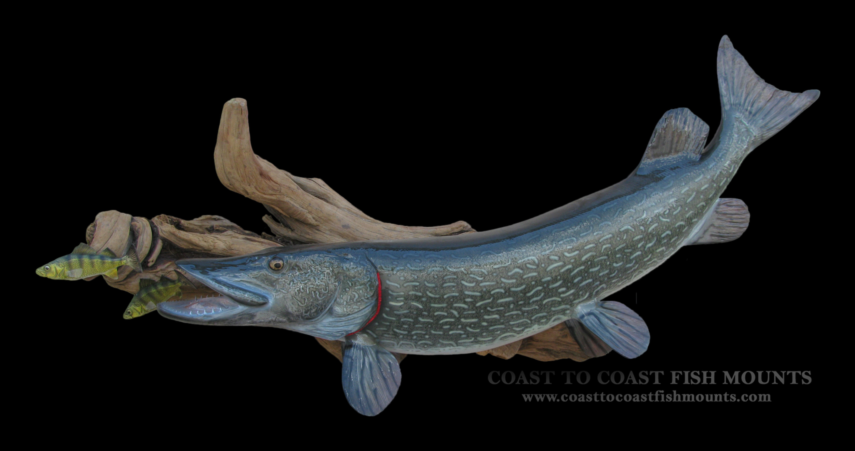 Northern Pike Fish Mount and Fish Replicas | Coast-to-Coast
