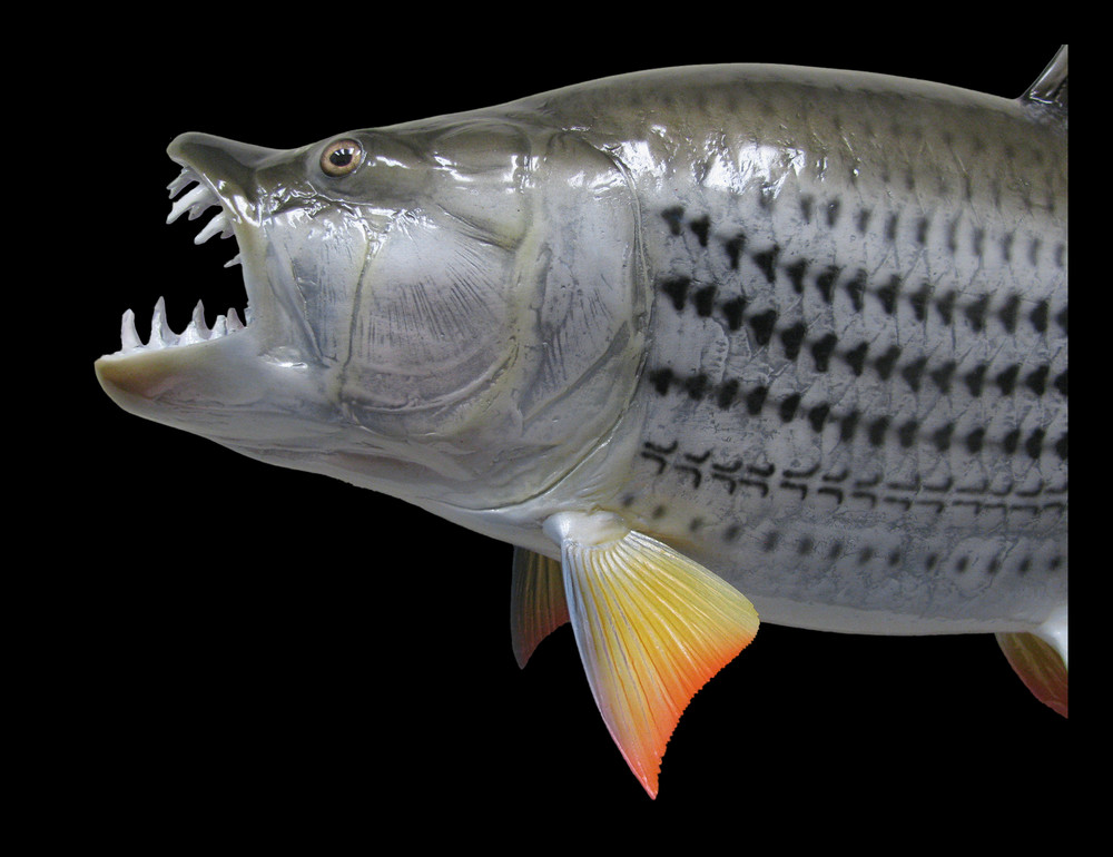Tigerfish Fish Mount and Fish Replicas